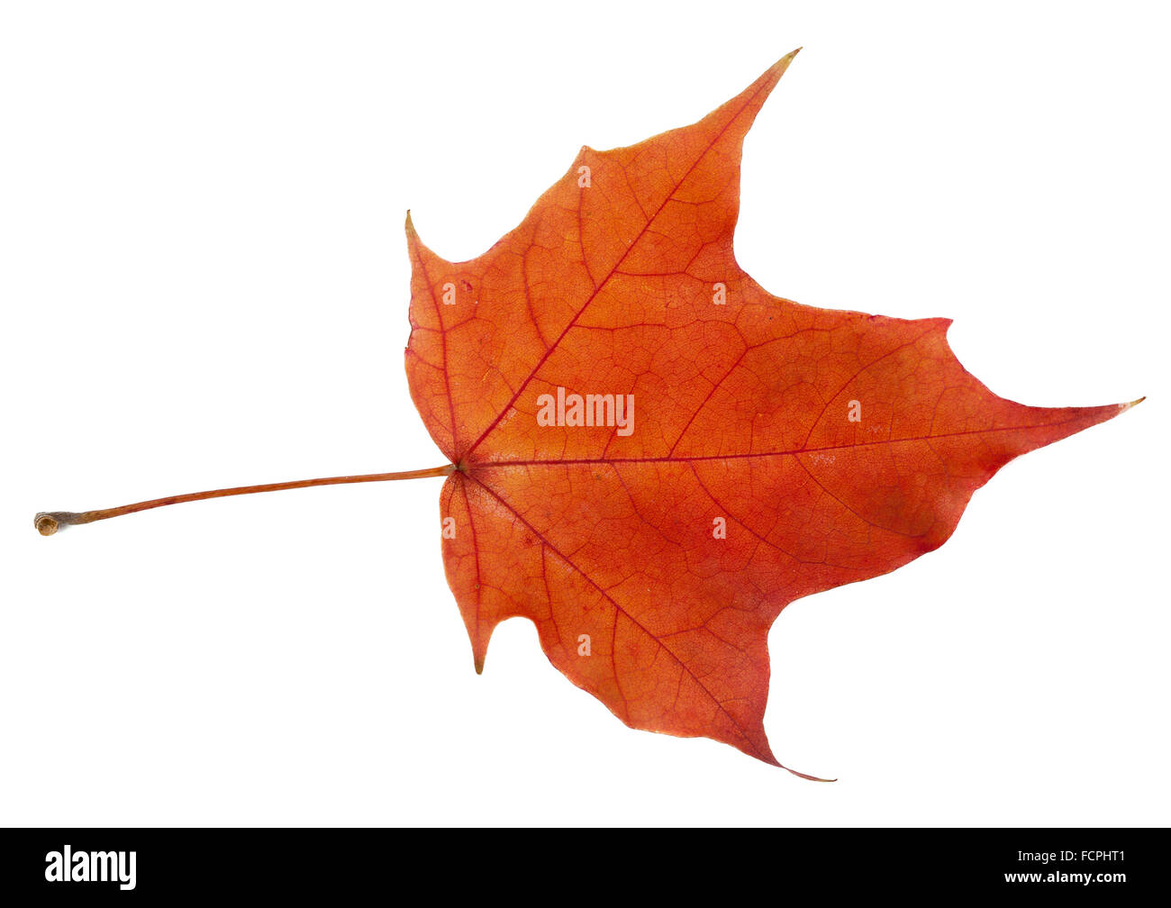 Bright autumn leaf. Isolated on a white background Stock Photo - Alamy