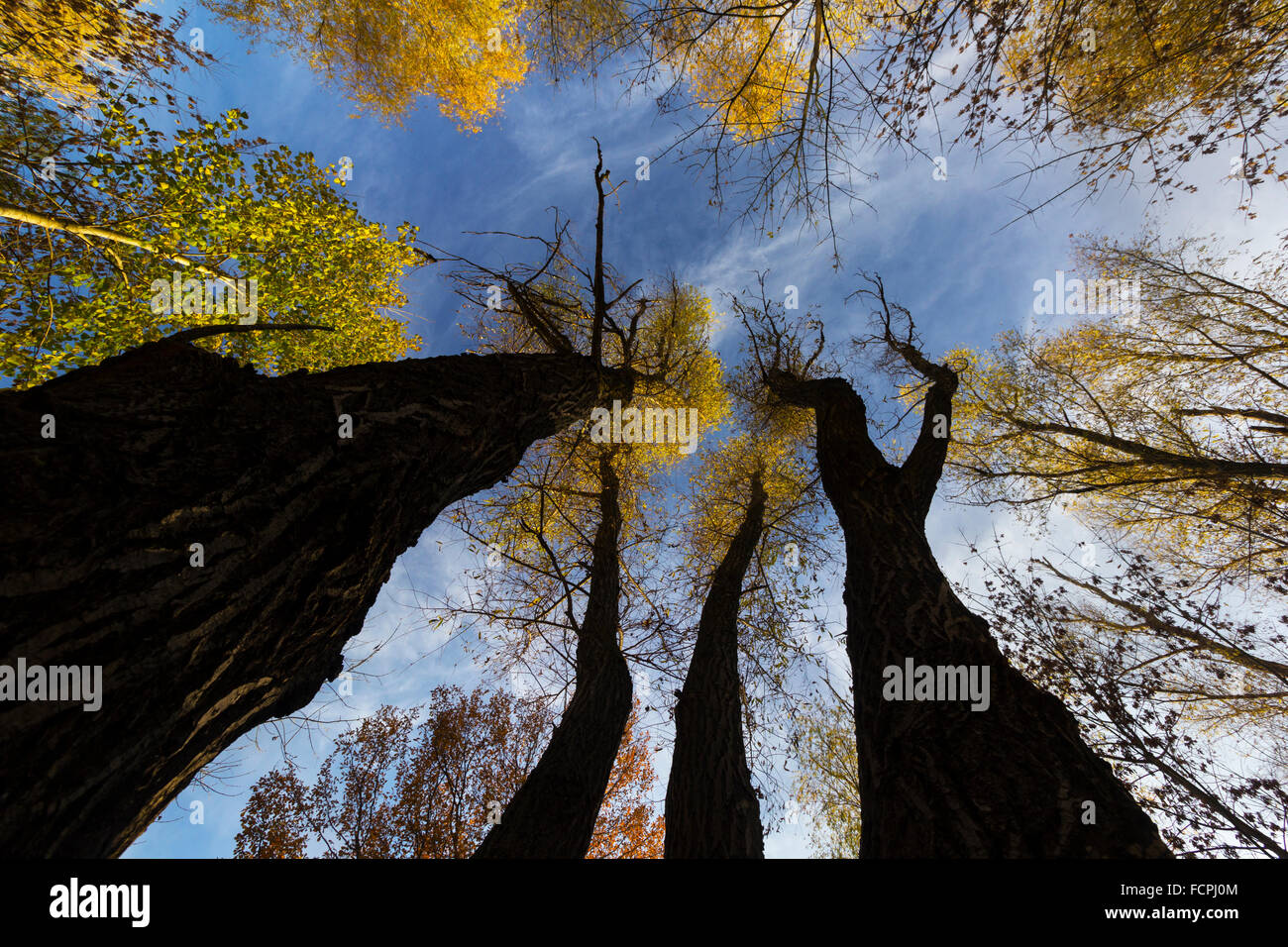 Canopy view hi-res stock photography and images - Alamy