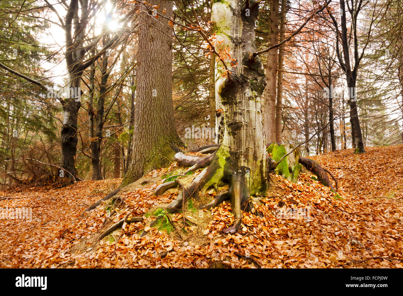 Root and green trees hi-res stock photography and images - Alamy