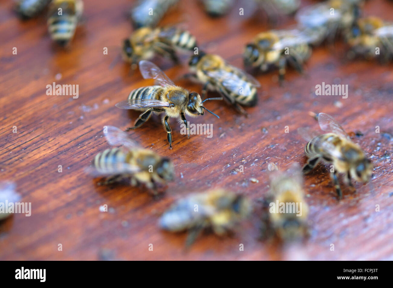 Colorful moving bees on wooden board of beehive Stock Photo - Alamy