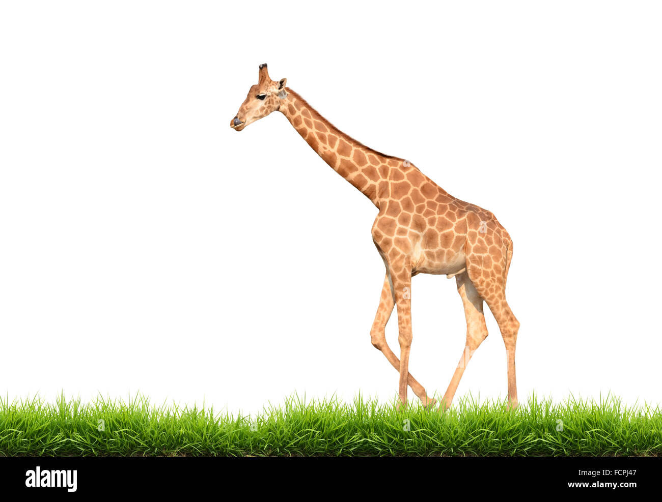 giraffe with green grass isolated on white background Stock Photo - Alamy