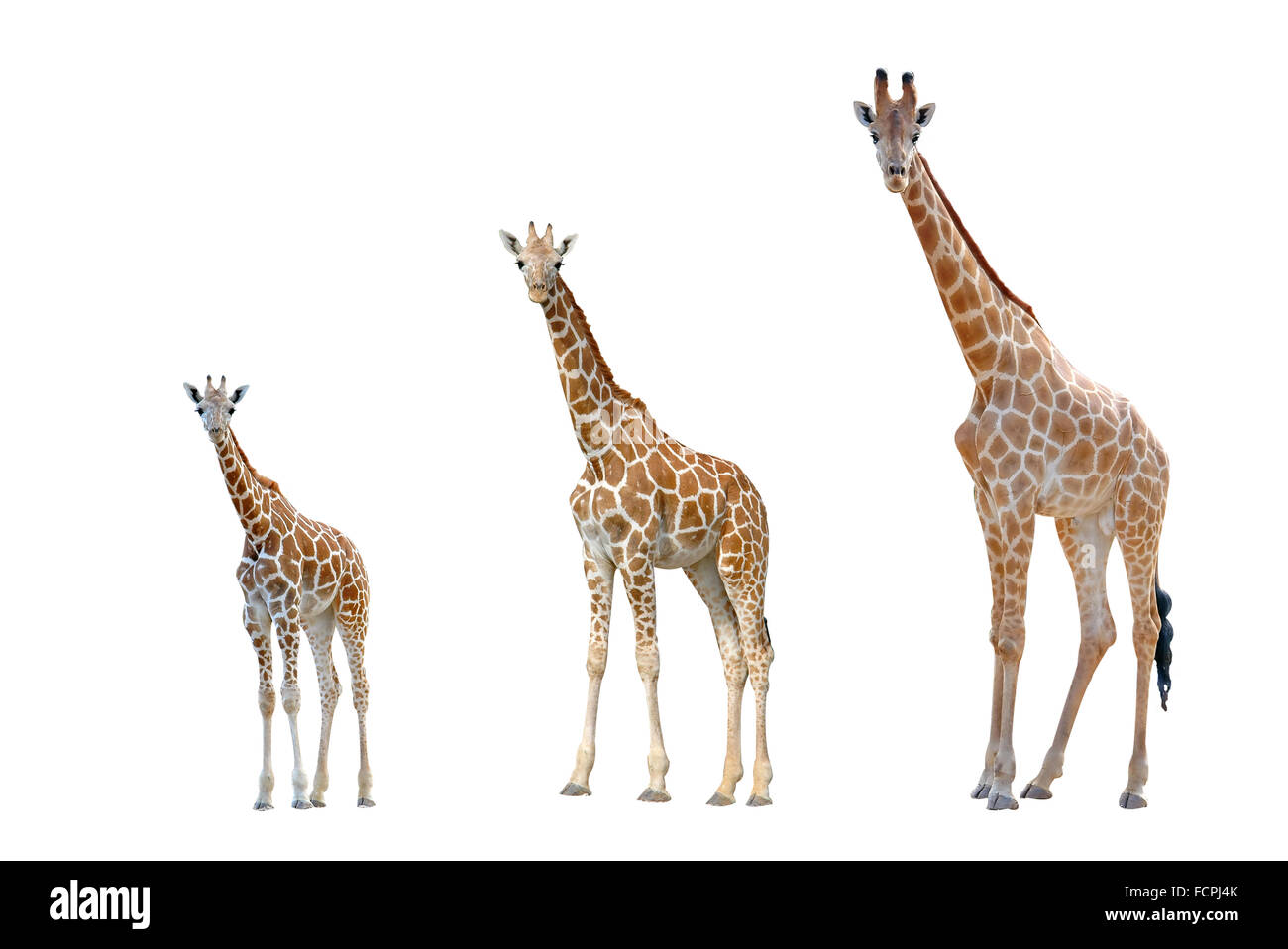 giraffe isolated on white background Stock Photo - Alamy