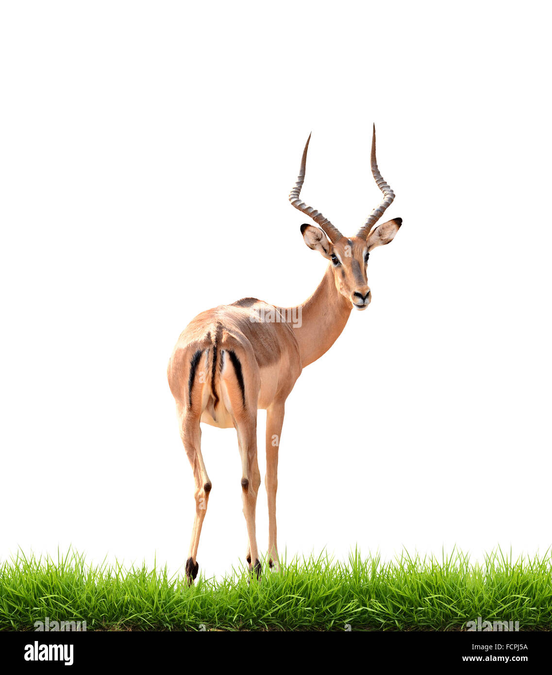 impala with green grass isolated on white background Stock Photo - Alamy