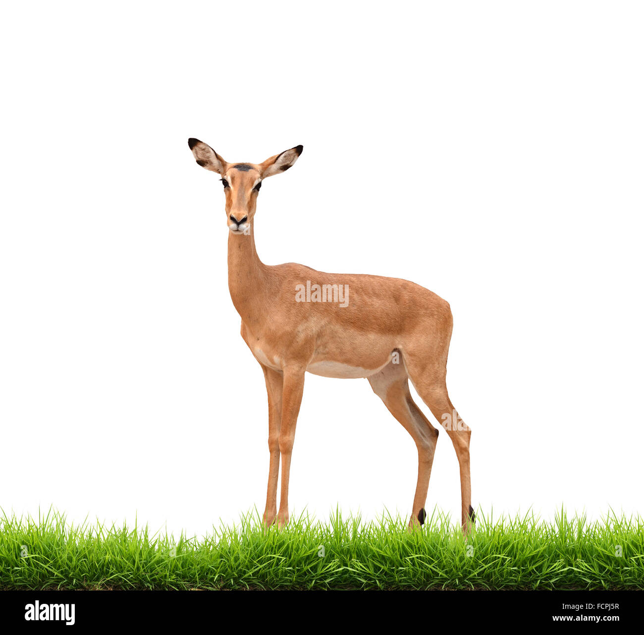 impala with green grass isolated on white background Stock Photo - Alamy