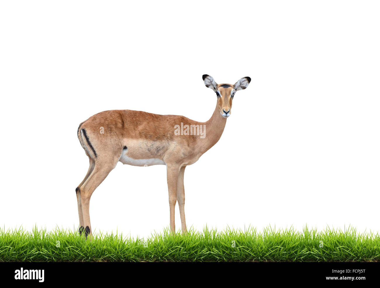 female impala with green grass isolated on white background Stock Photo ...
