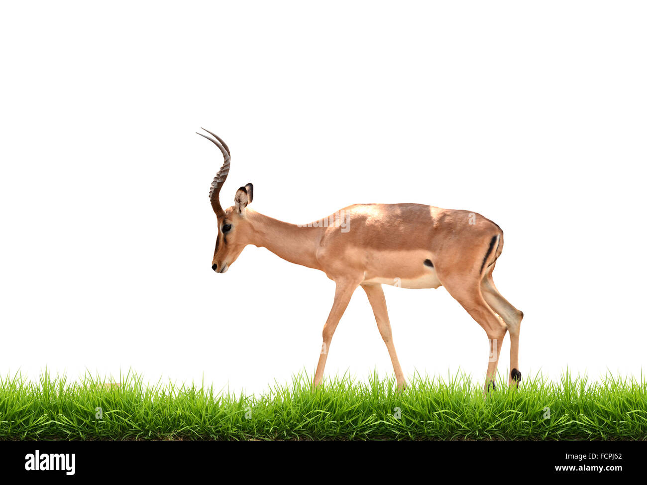impala with green grass isolated on white background Stock Photo - Alamy