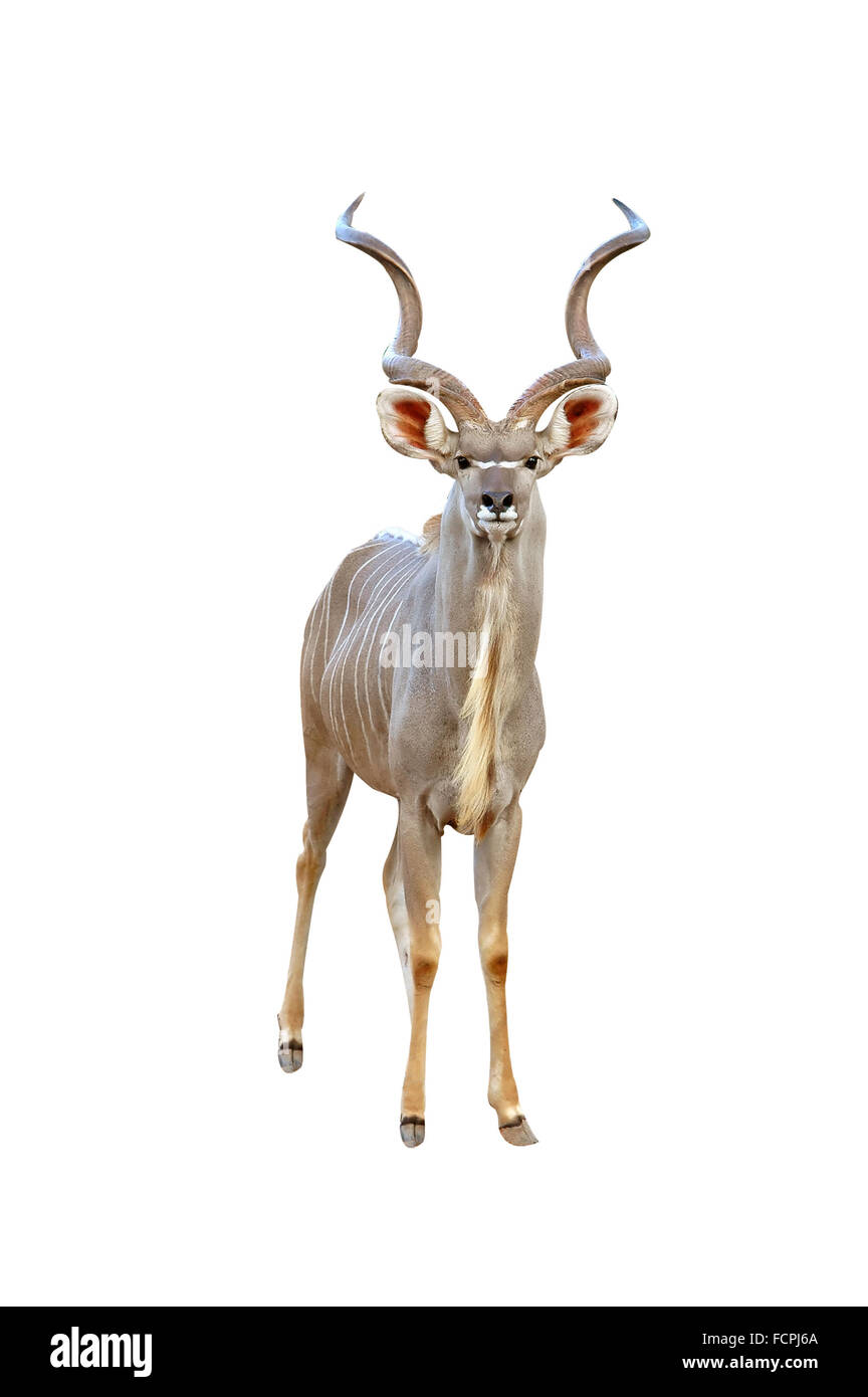 Kudu Cut Out Stock Images & Pictures - Alamy