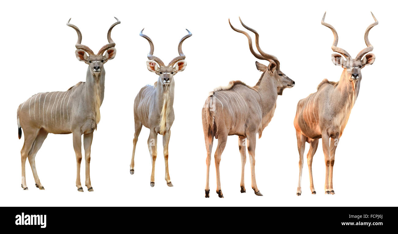 collection of male kudu isolated on white background Stock Photo - Alamy