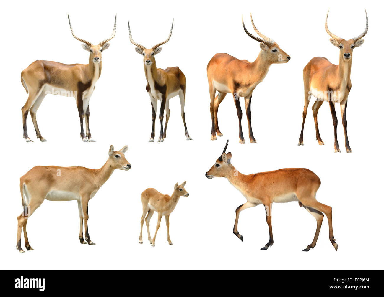 collection of red lechwe isolated on white background Stock Photo - Alamy