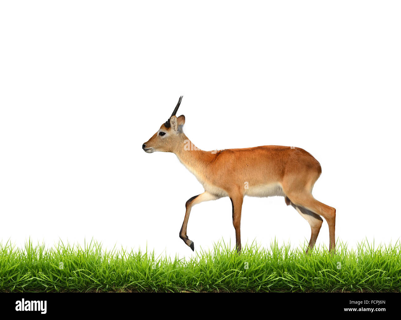 red lechwe with green grass isolated on white background Stock Photo ...
