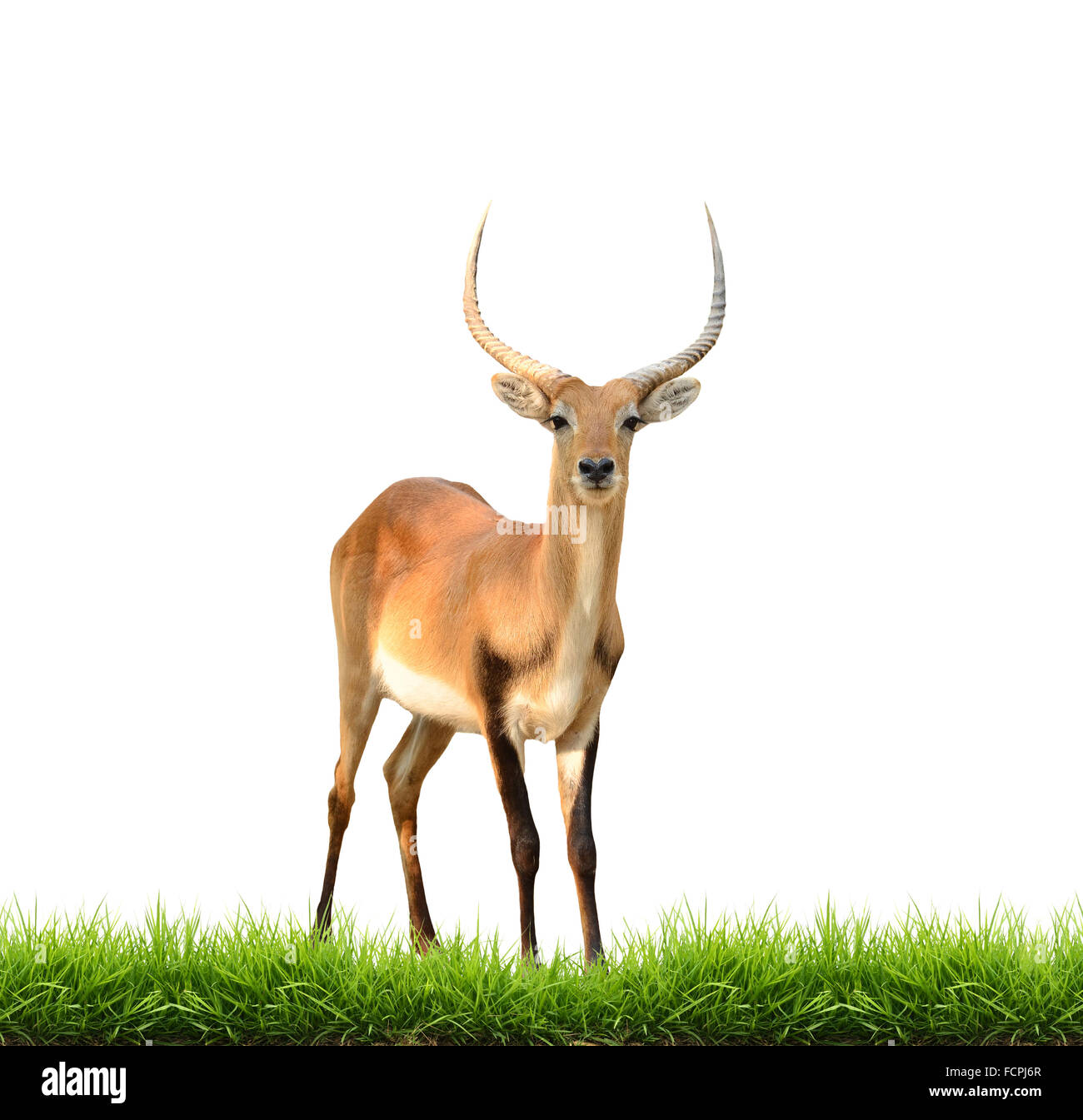 red lechwe with green grass isolated on white background Stock Photo ...
