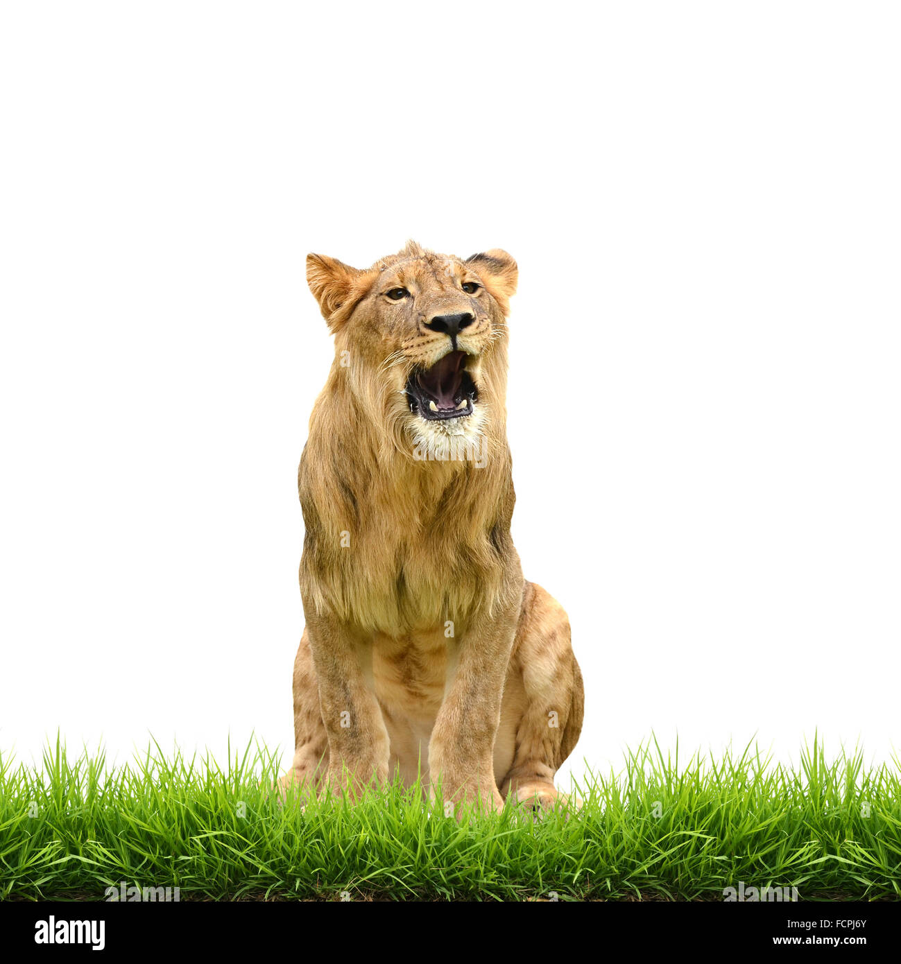 male lion with green grass isolated on white background Stock Photo - Alamy