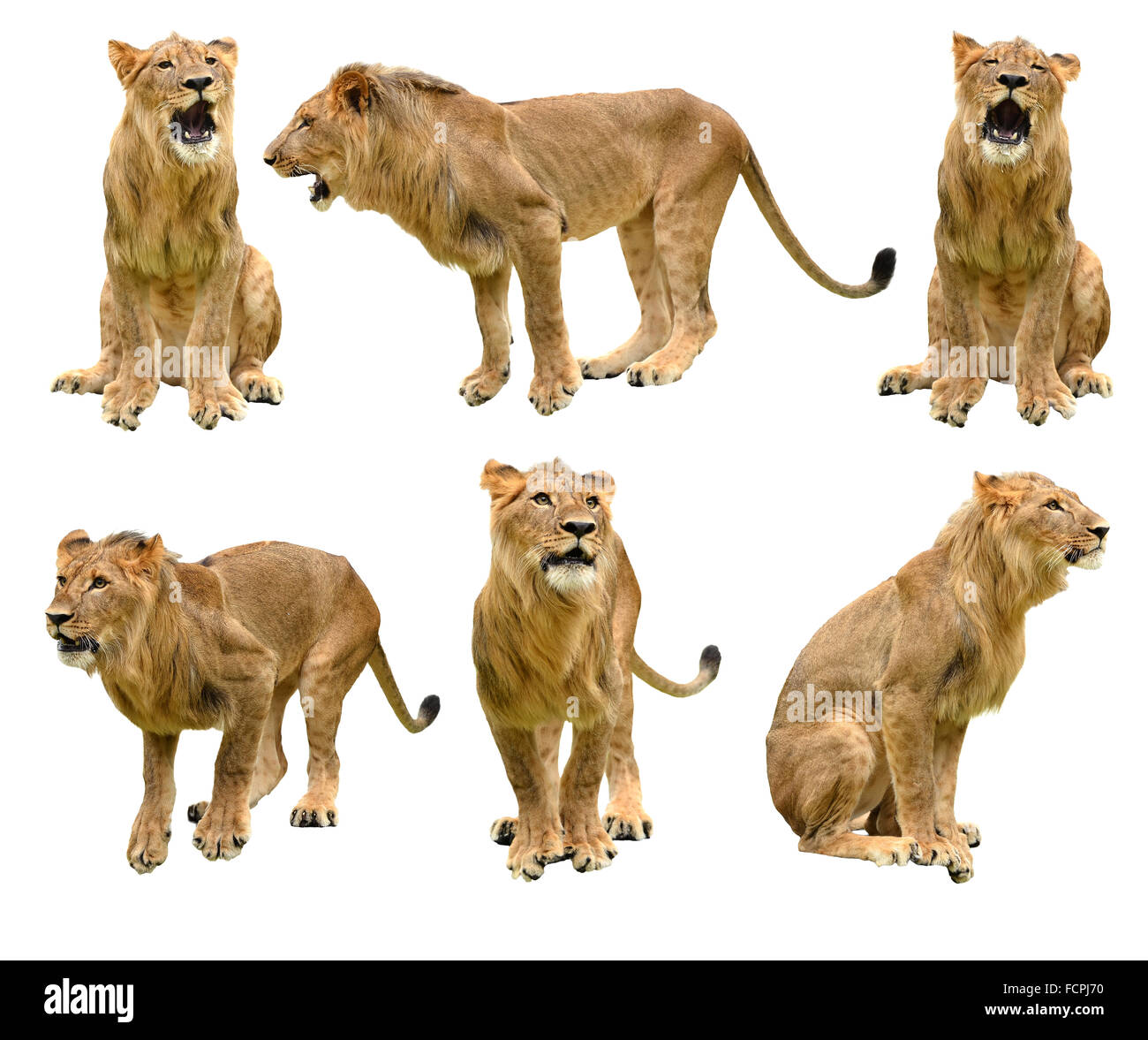 African lion big cat Cut Out Stock Images & Pictures - Alamy
