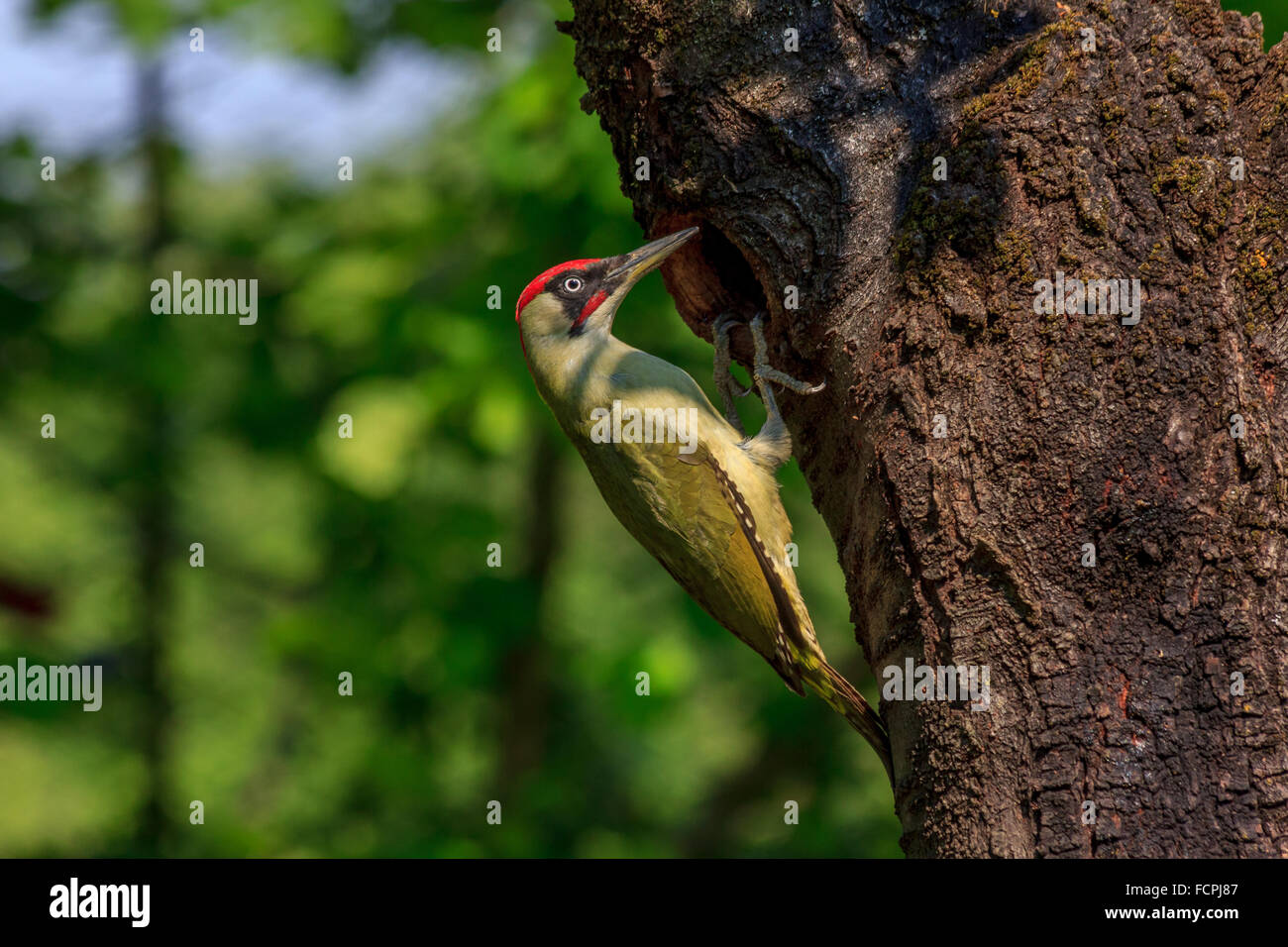 Green woodpecker (Picus Viridis Stock Photo - Alamy