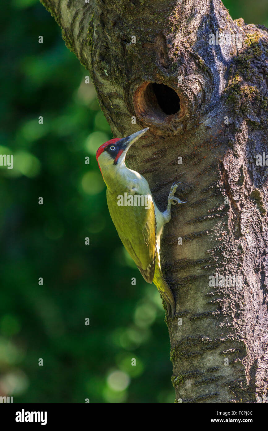 Picus viridis hi-res stock photography and images - Alamy