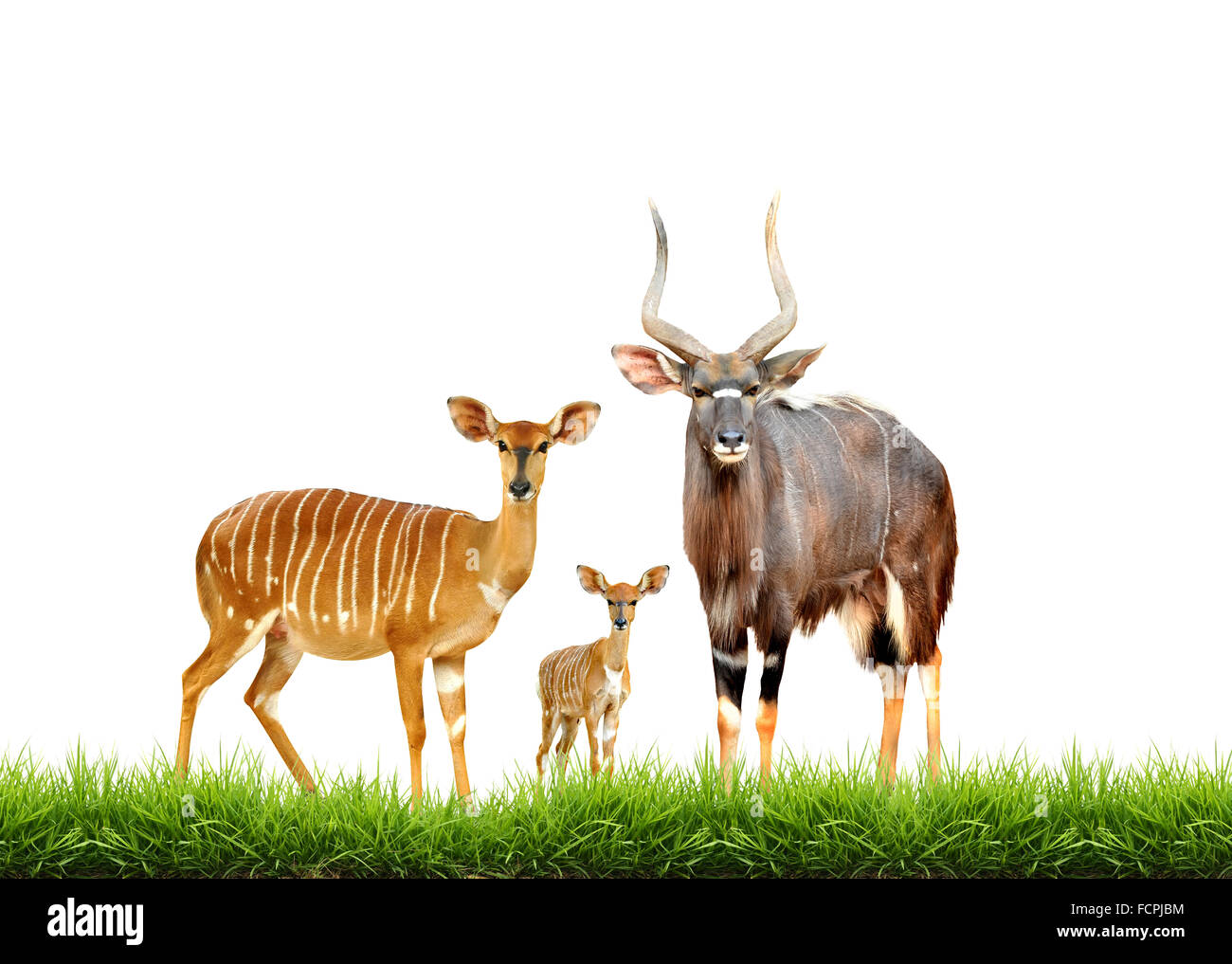 nyala with green grass isolated on white background Stock Photo - Alamy