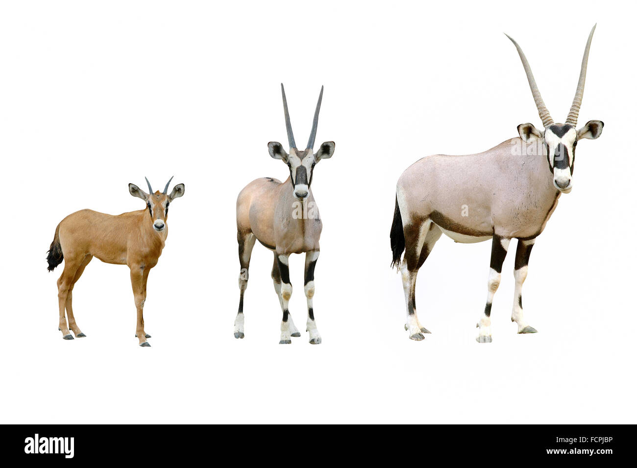 Gemsbok oryx Cut Out Stock Images & Pictures - Alamy