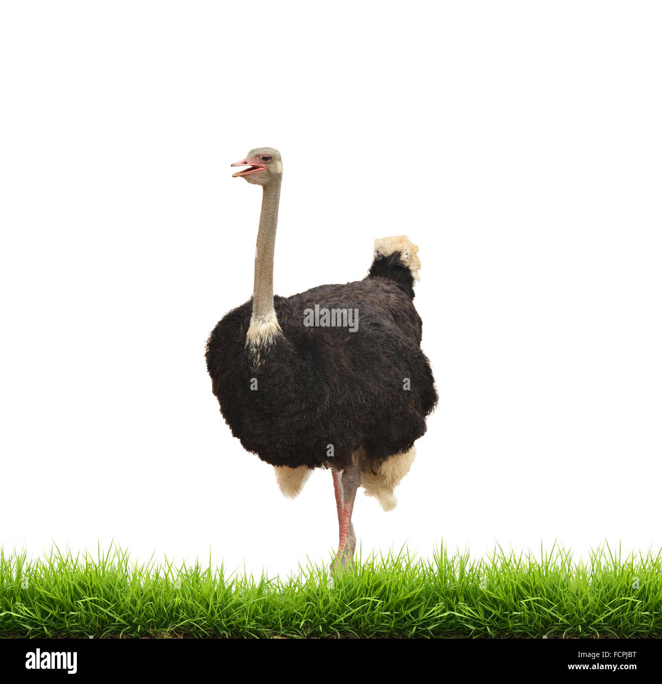 ostrich with green grass isolated on white background Stock Photo - Alamy