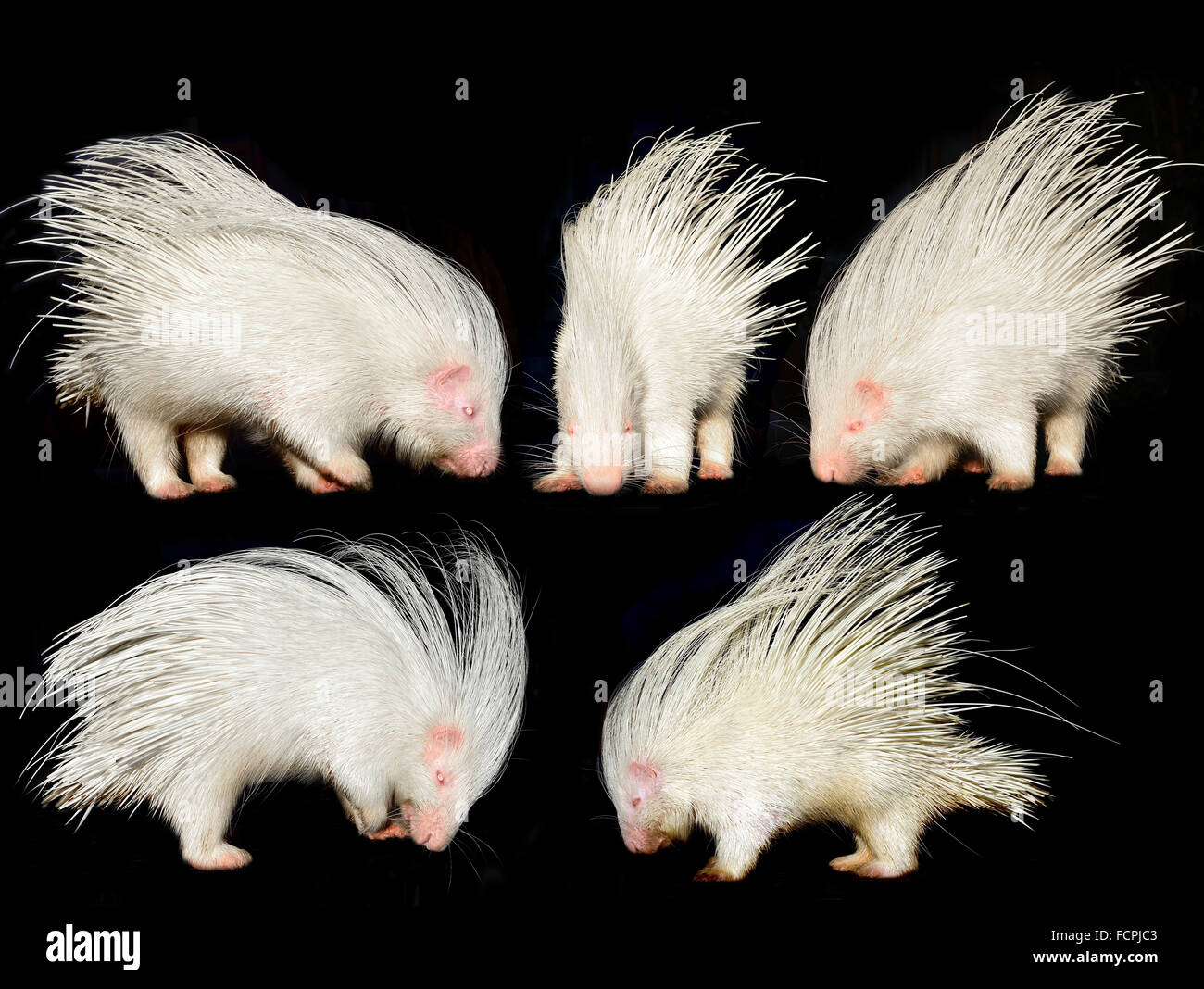 collection of porcupine isolated on black background Stock Photo - Alamy