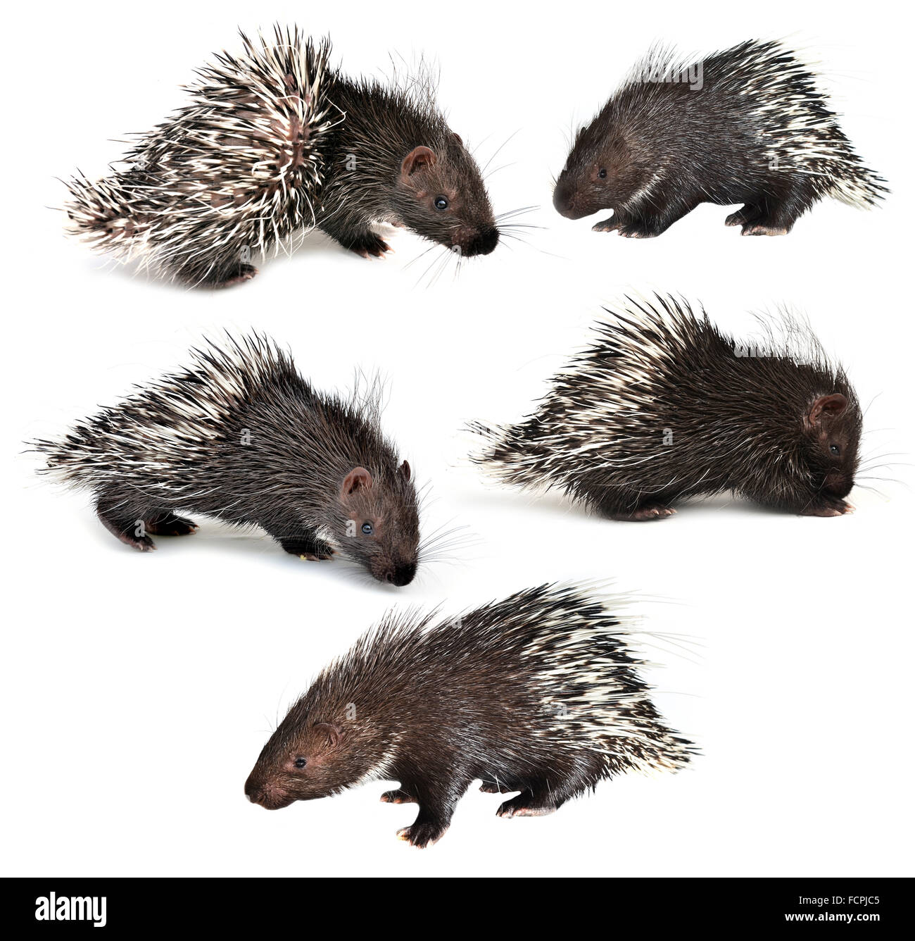 collection of porcupine isolated on white background Stock Photo - Alamy