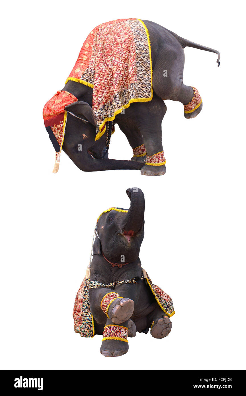 elephant show in chiang mai night safari Stock Photo - Alamy