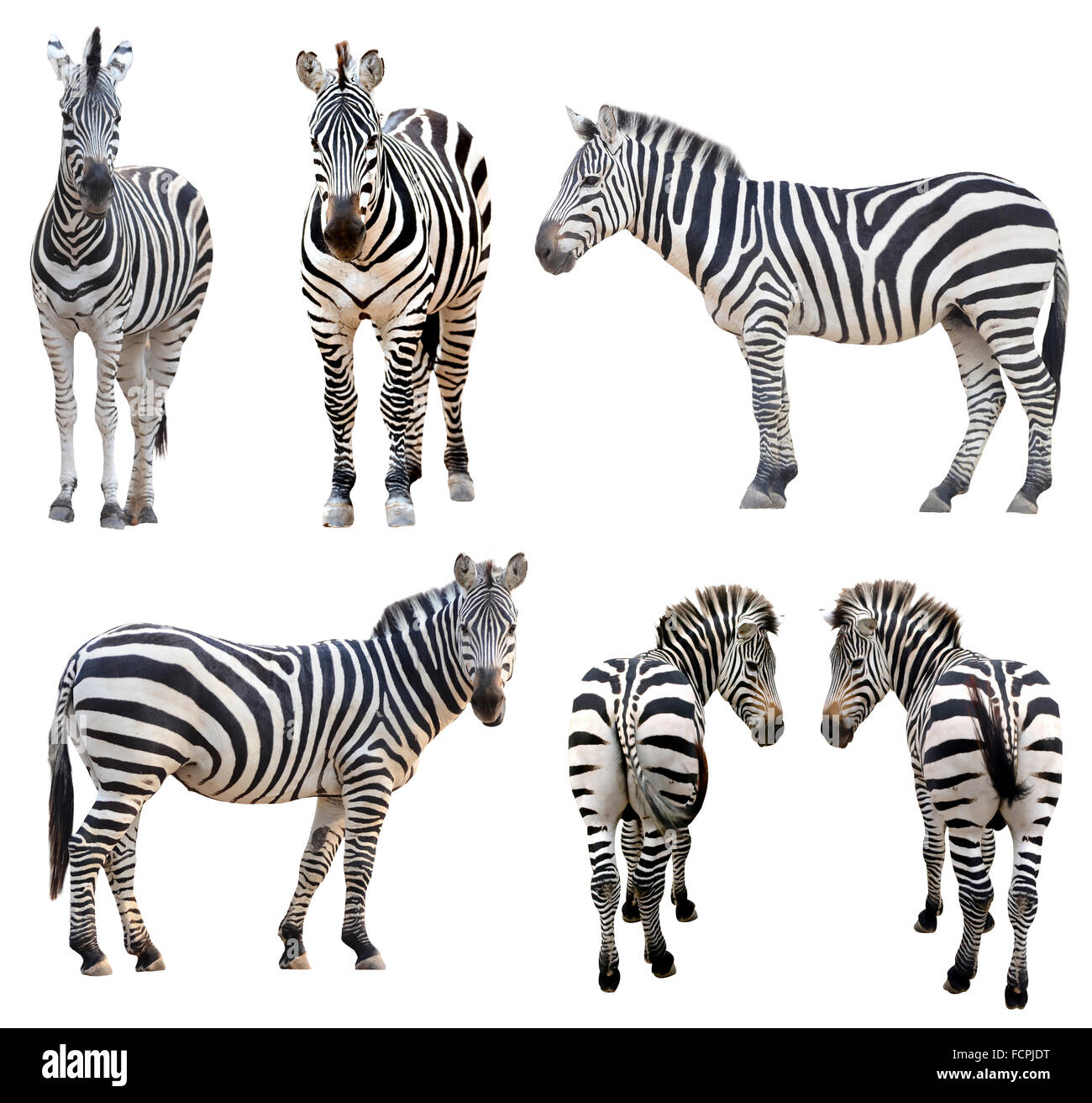 zebra isolated on white background Stock Photo - Alamy