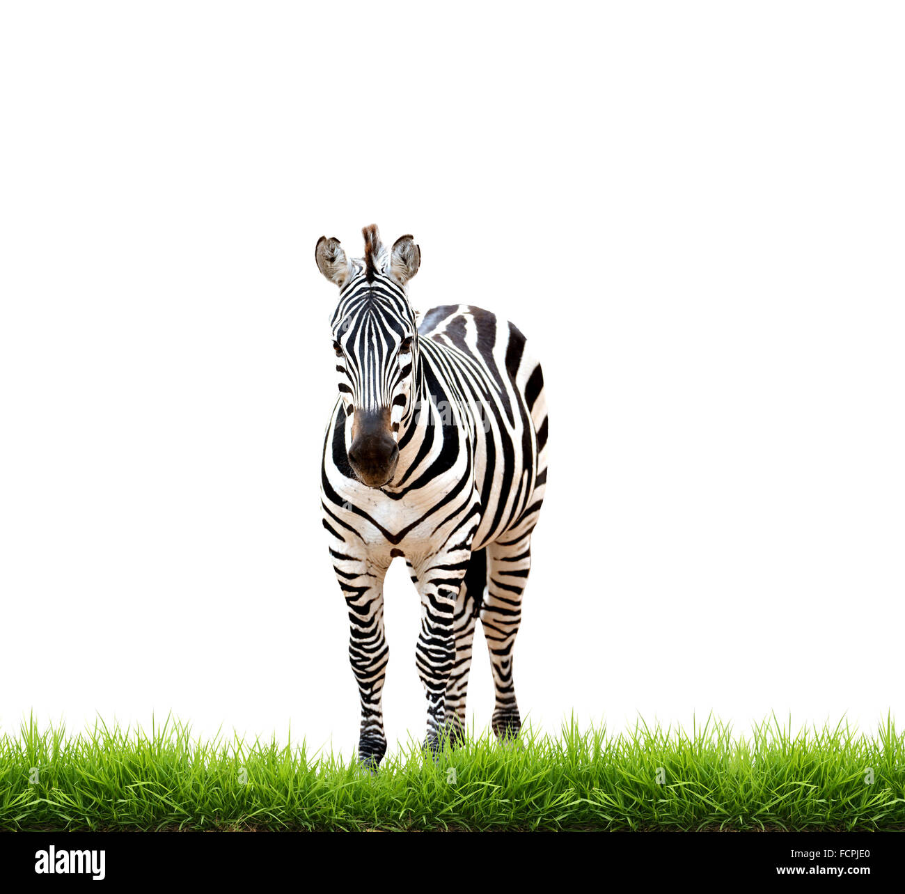 zebra with green grass isolated on white background Stock Photo - Alamy