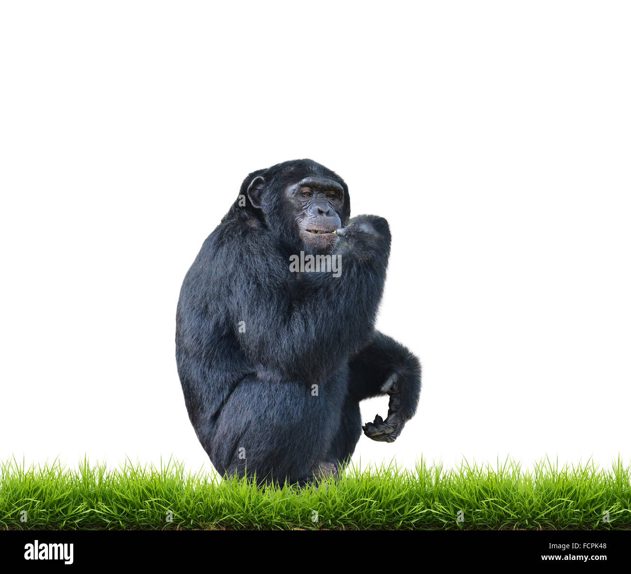 chimpanzee with green grass isolated on white background Stock Photo ...