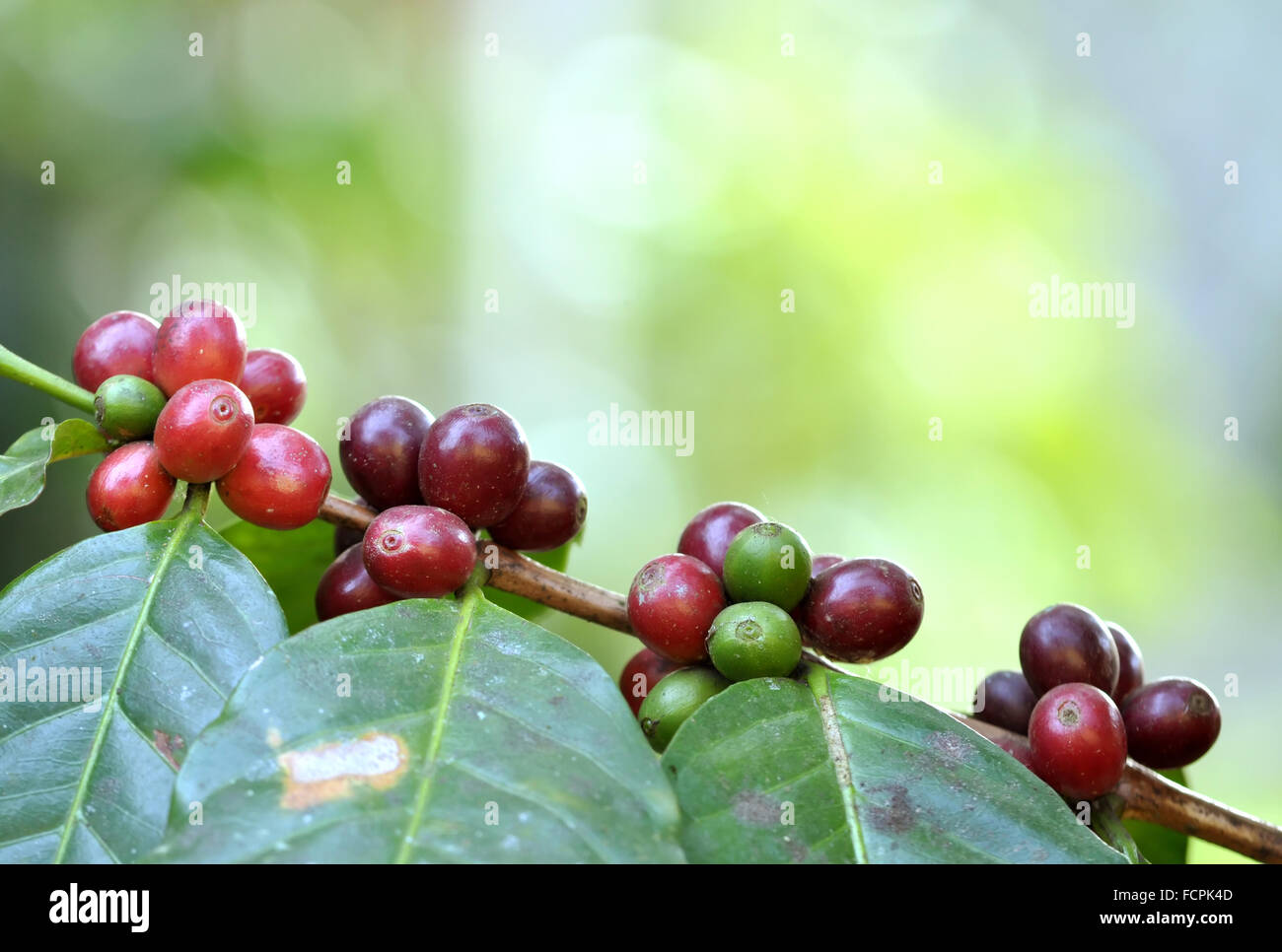 Tree bean seeds hi-res stock photography and images - Alamy