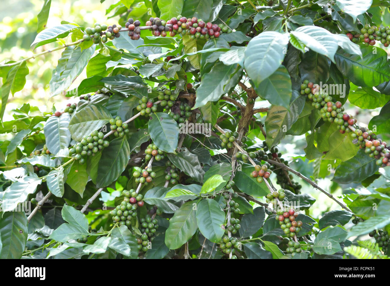 fresh coffee bean on tree Stock Photo - Alamy