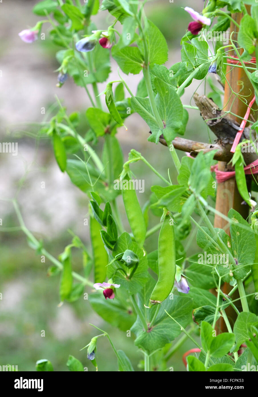 fresh sugar pea vegetable garden Stock Photo - Alamy