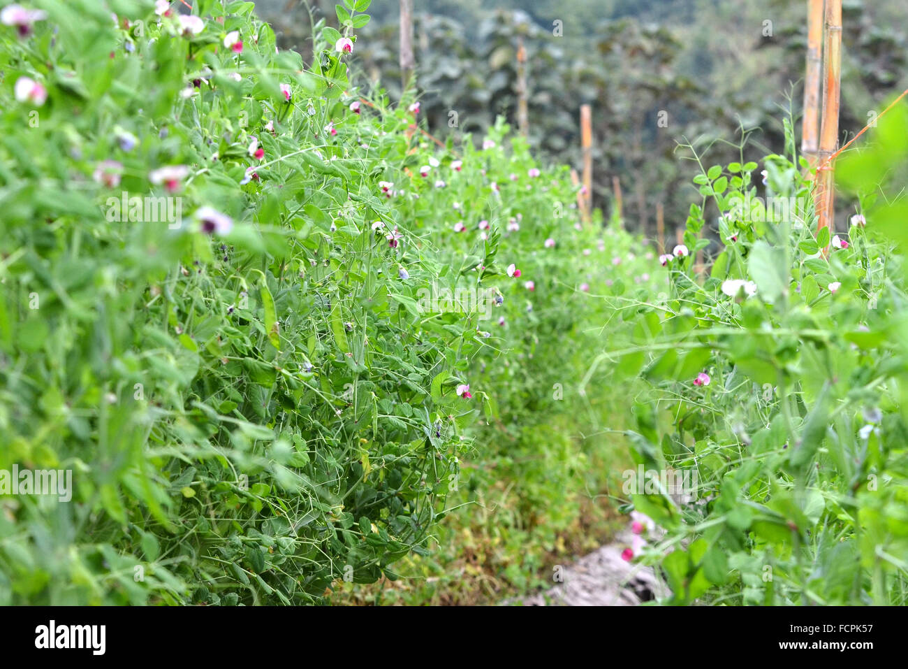 fresh sugar pea vegetable garden Stock Photo - Alamy