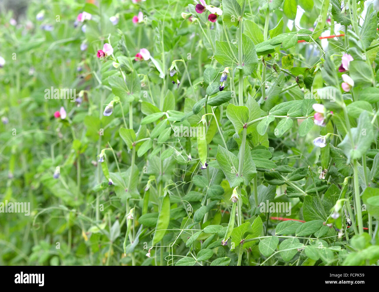 fresh sugar pea vegetable garden Stock Photo - Alamy