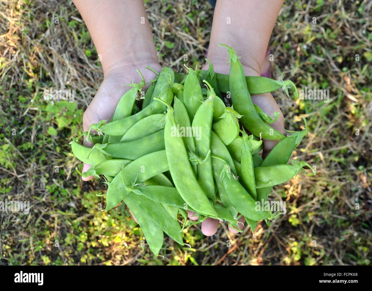 fresh sugar pea on hand Stock Photo - Alamy