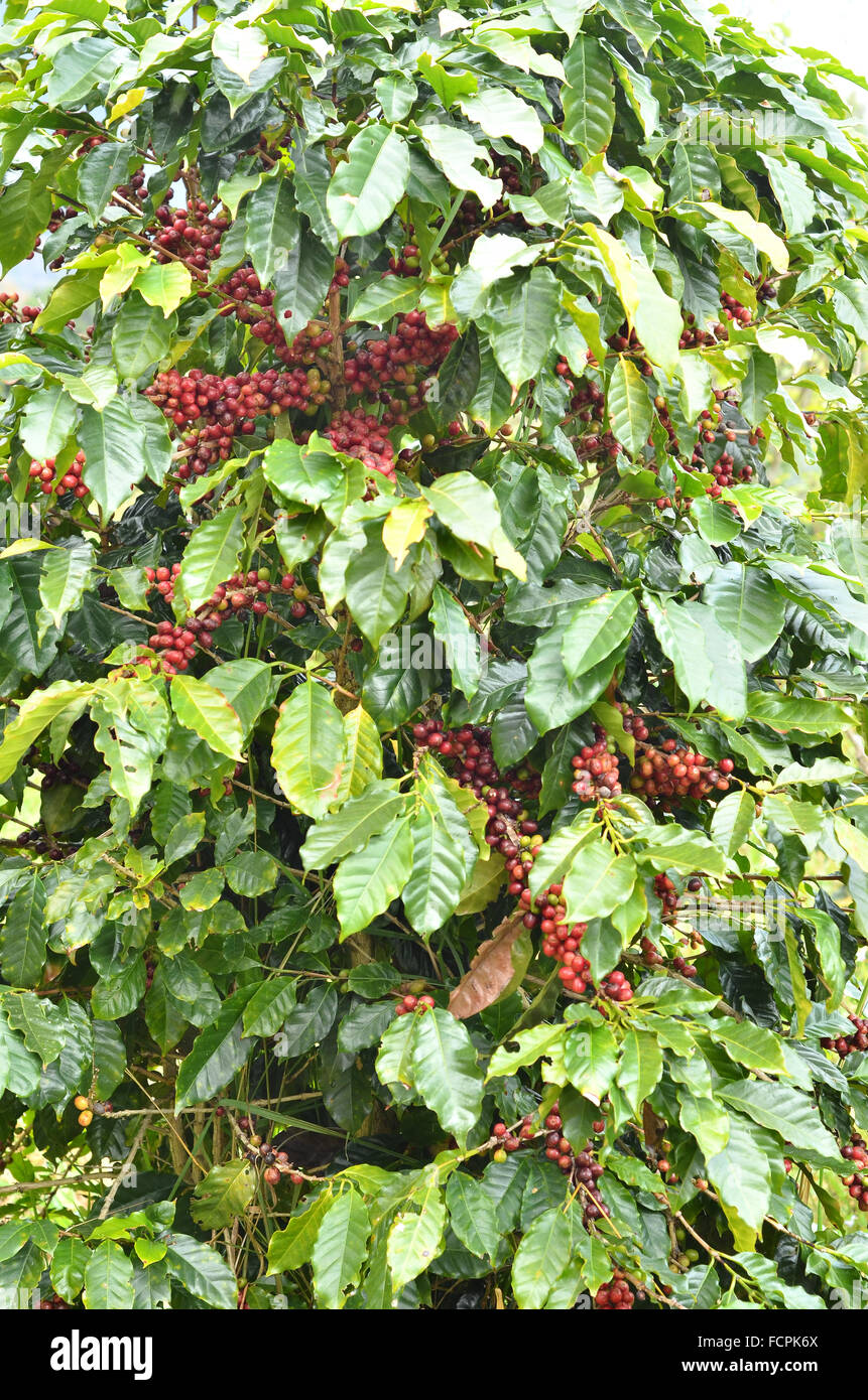Cub of coffee hi-res stock photography and images - Alamy