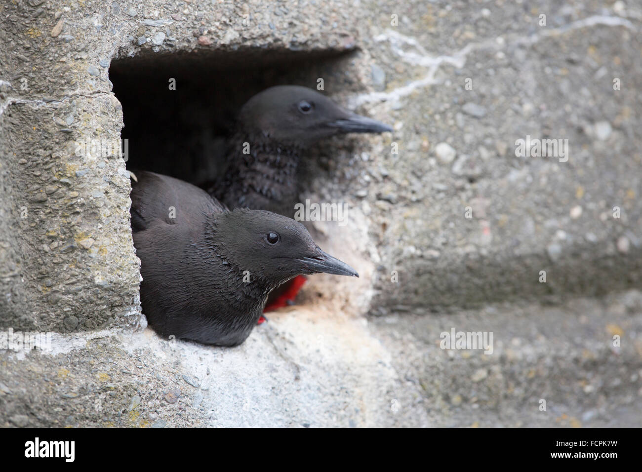 Black guillemot nest hi-res stock photography and images - Alamy