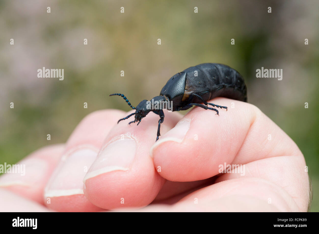 Oil beetle hi-res stock photography and images - Alamy