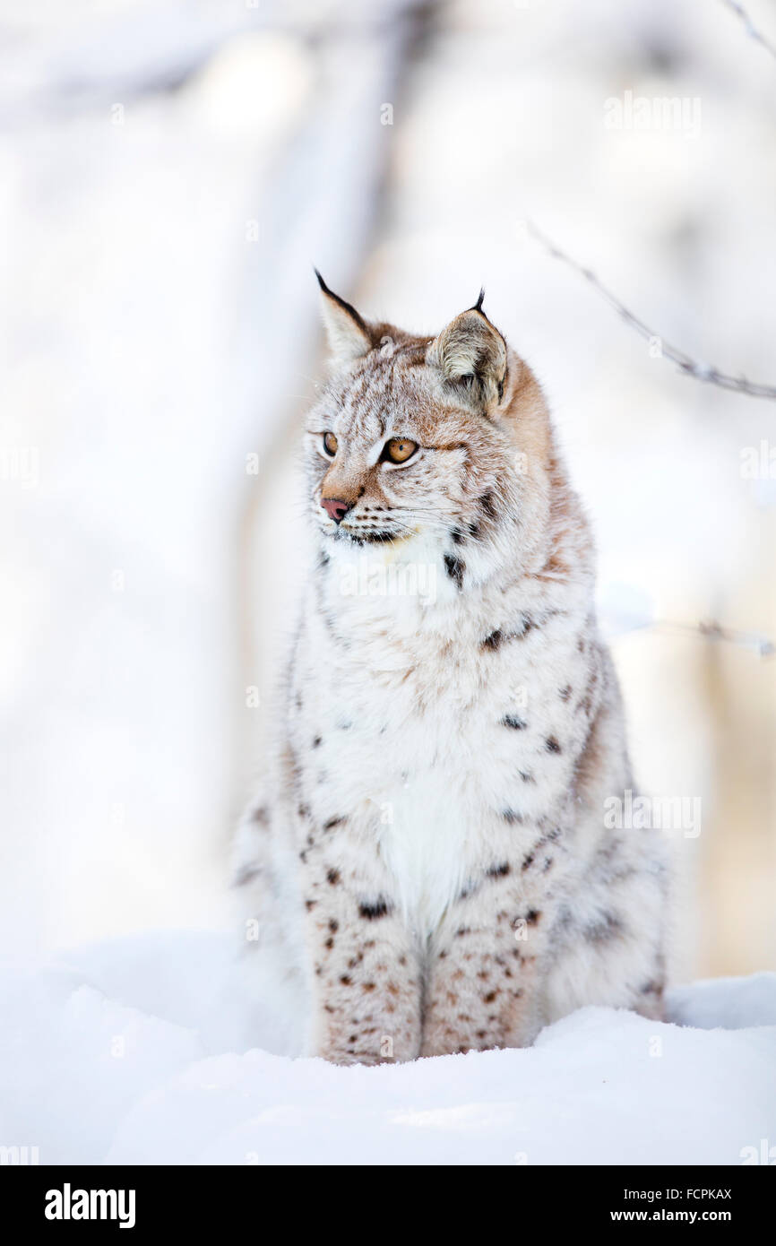Lynx cub sits in the cold snow Stock Photo - Alamy