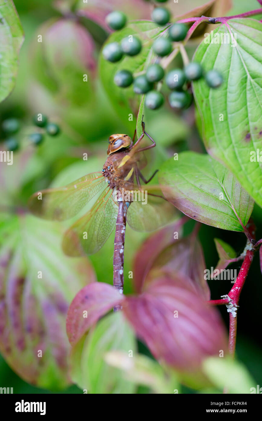 Brown hawker dragonfly uk hi-res stock photography and images - Alamy