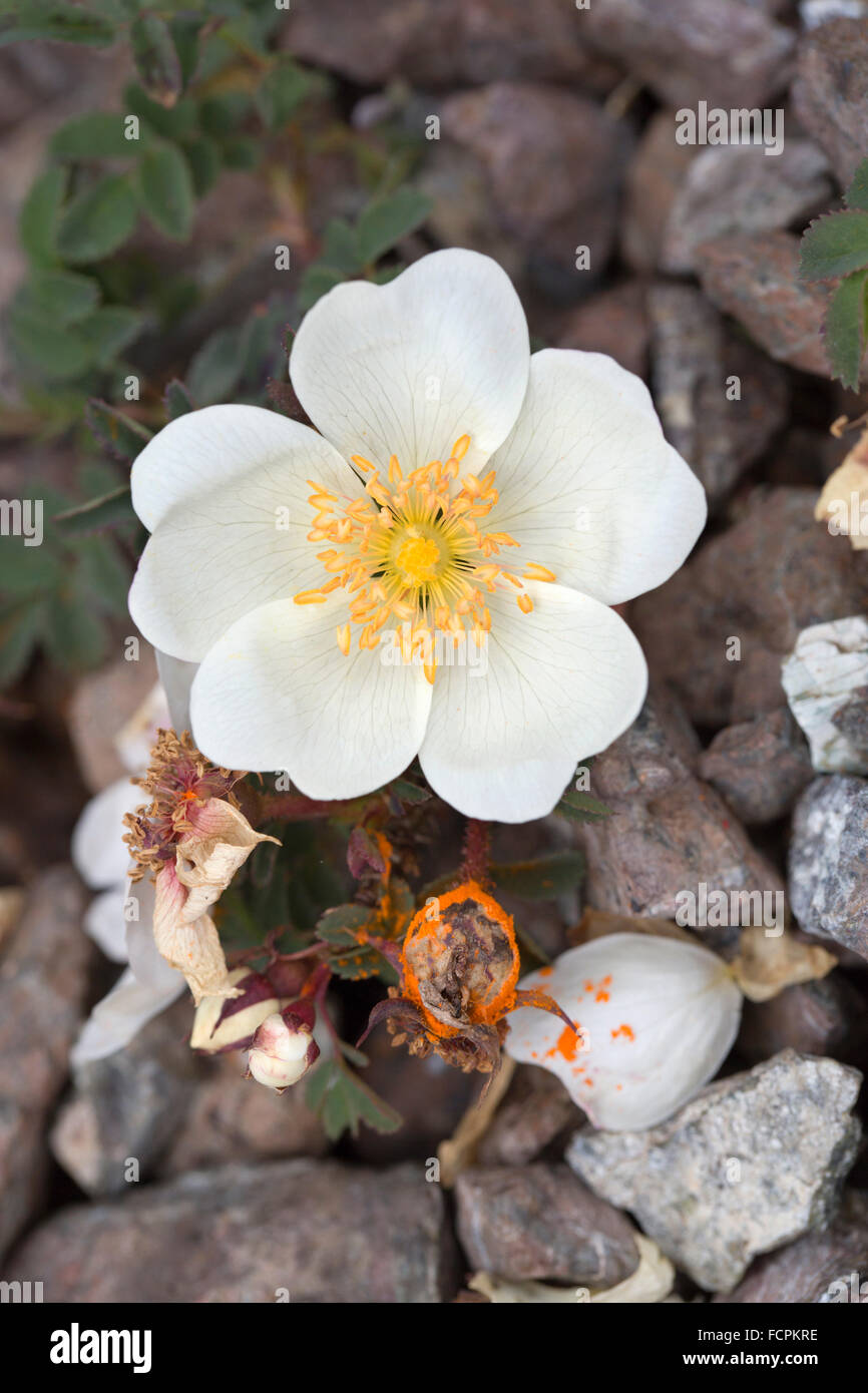 Burnet Rose; Rosa pimpinellifolia Flower; Cornwall; UK Stock Photo - Alamy