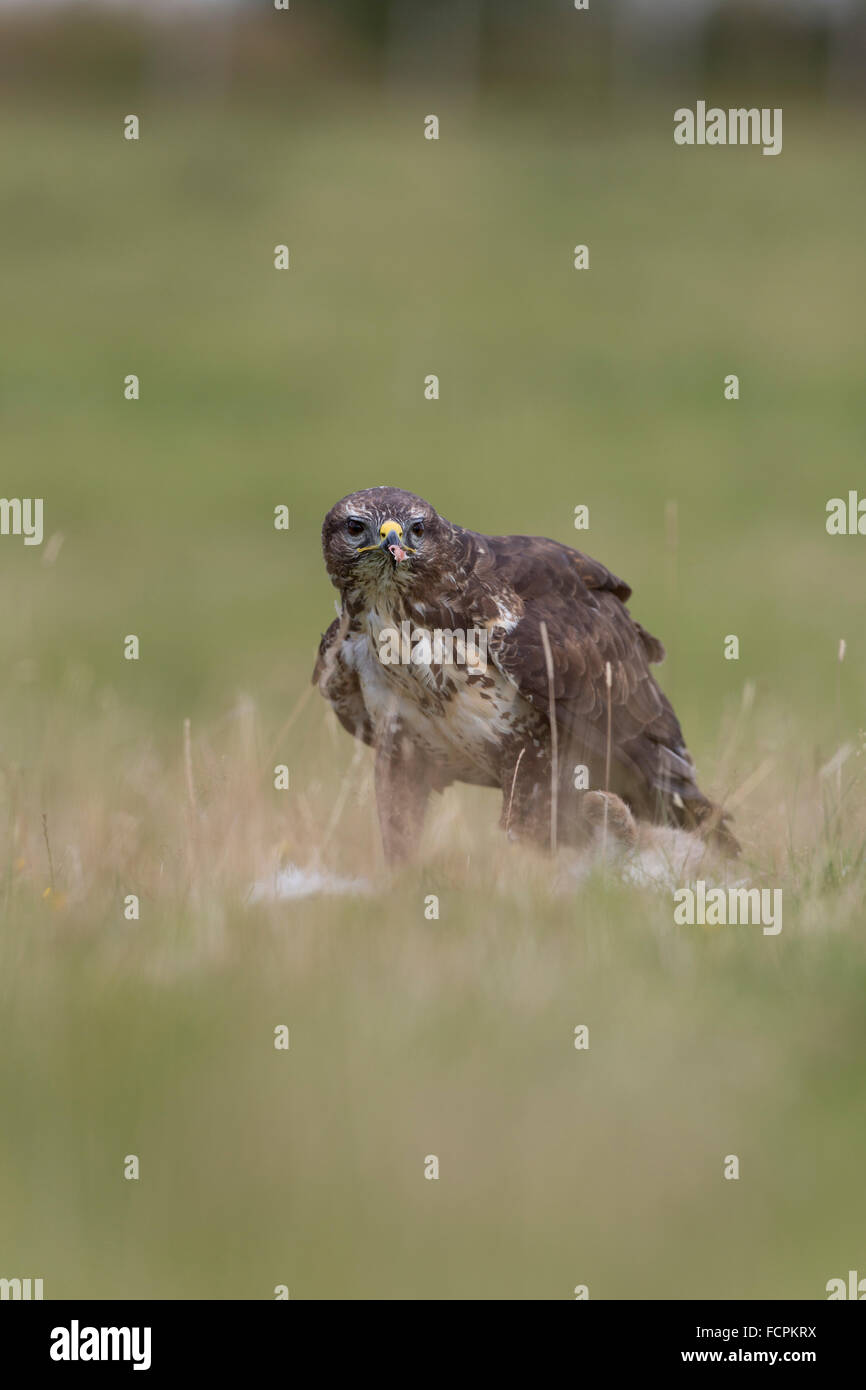 Buzzard female hi-res stock photography and images - Alamy