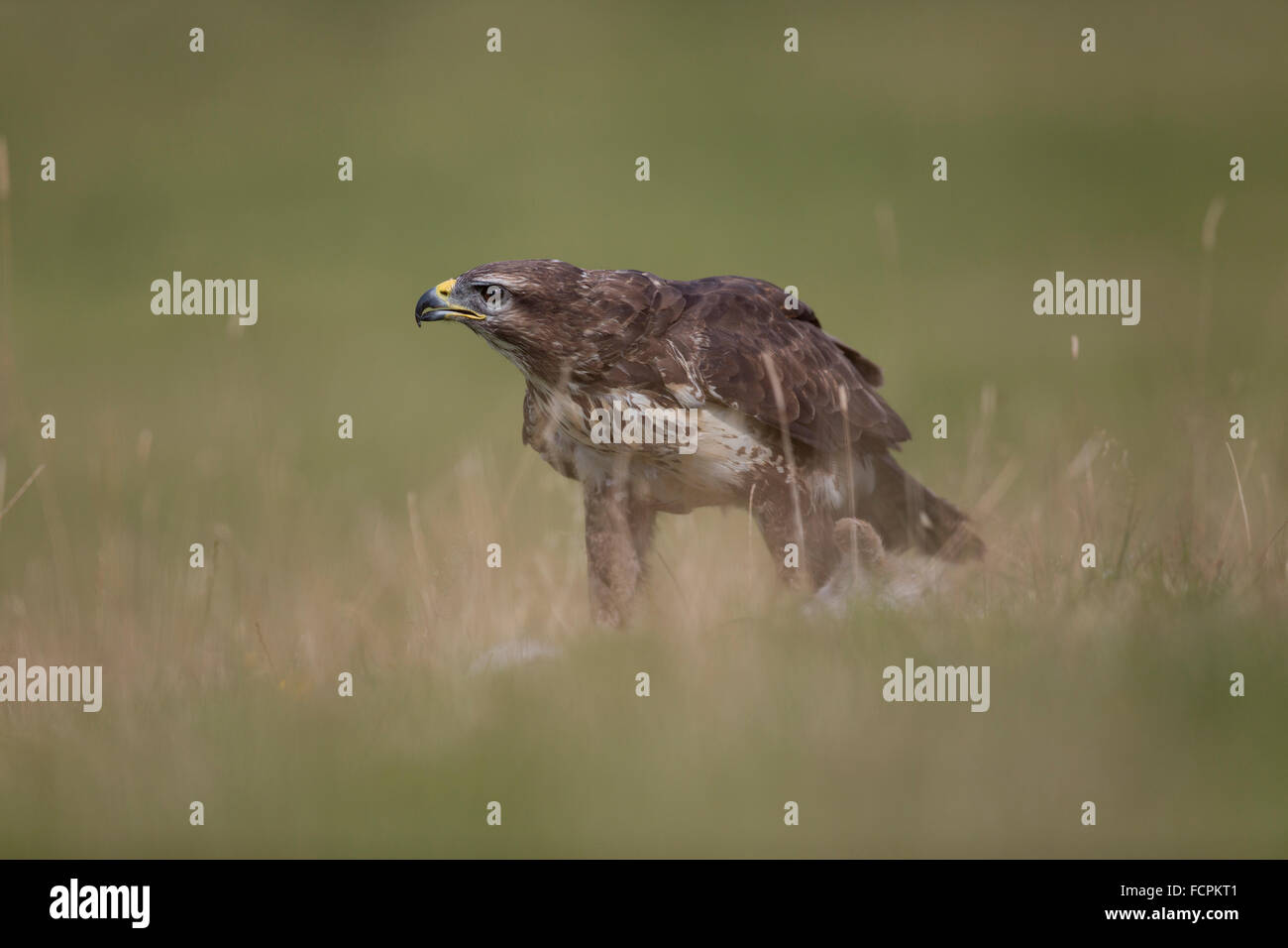 British buzzard hi-res stock photography and images - Alamy