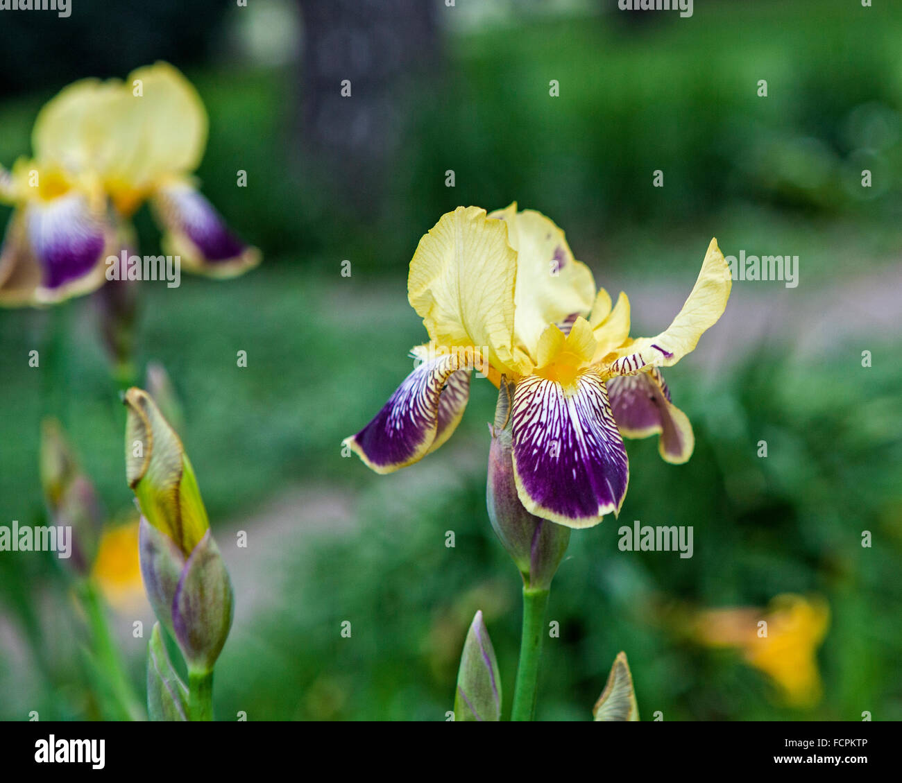Yellow and purple bearded dutch iris Stock Photo - Alamy