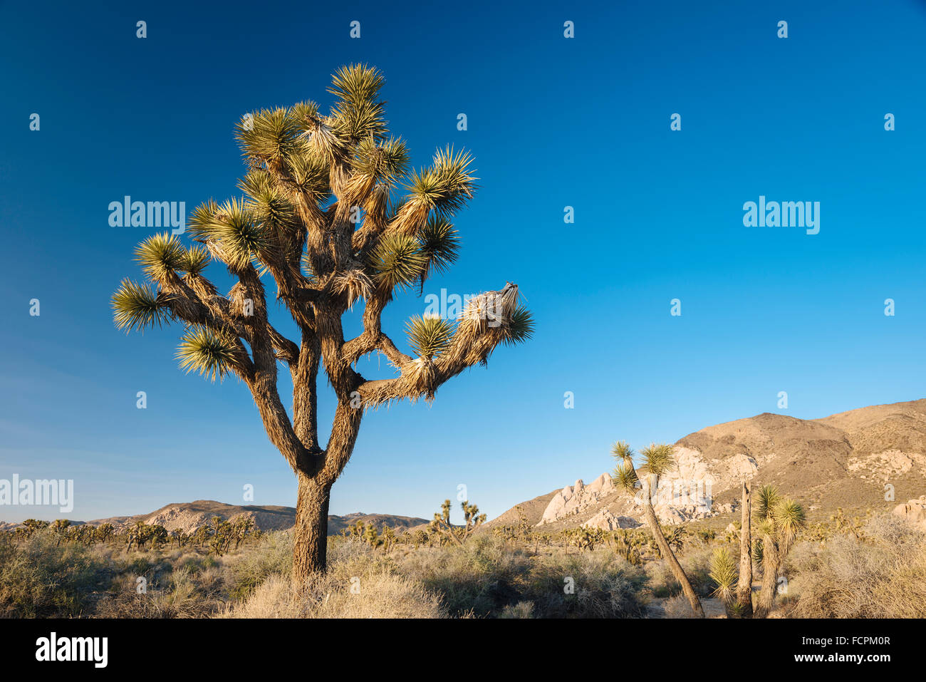 Joshua trees in Joshua Tree National Park, California Stock Photo - Alamy