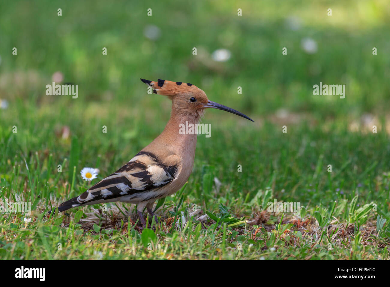 Hoopoe (Upupa epops Stock Photo - Alamy