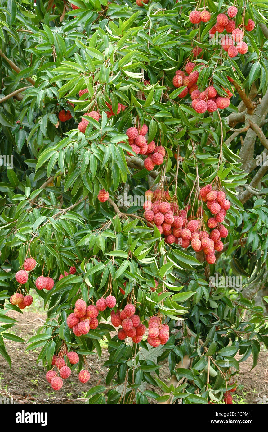 Lychee bunch hi-res stock photography and images - Alamy