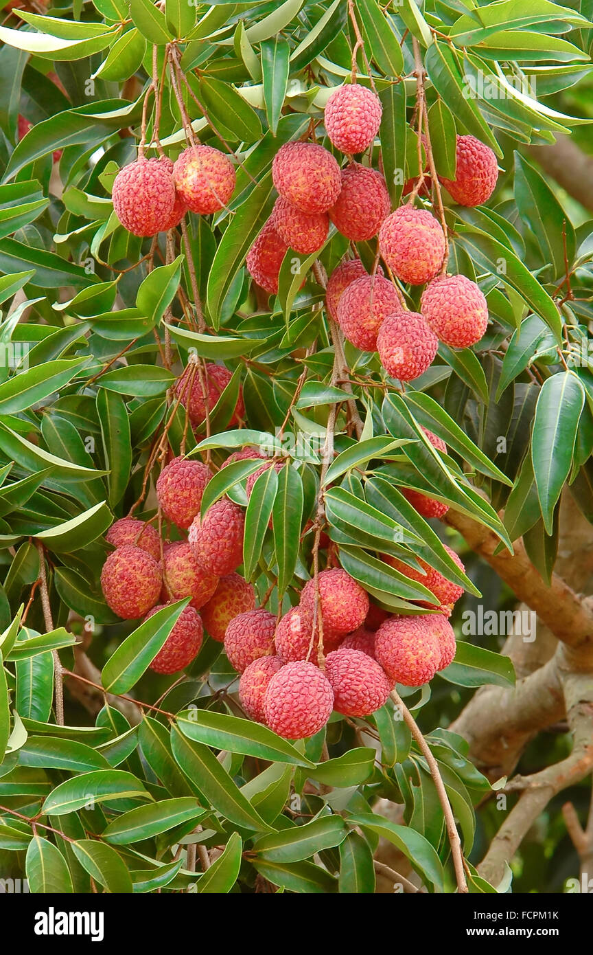 Fresh lychee on tree hi-res stock photography and images - Alamy