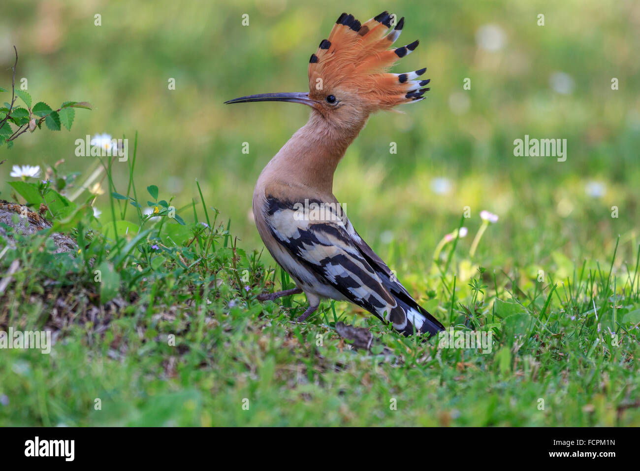 Hoopoe (Upupa epops Stock Photo - Alamy