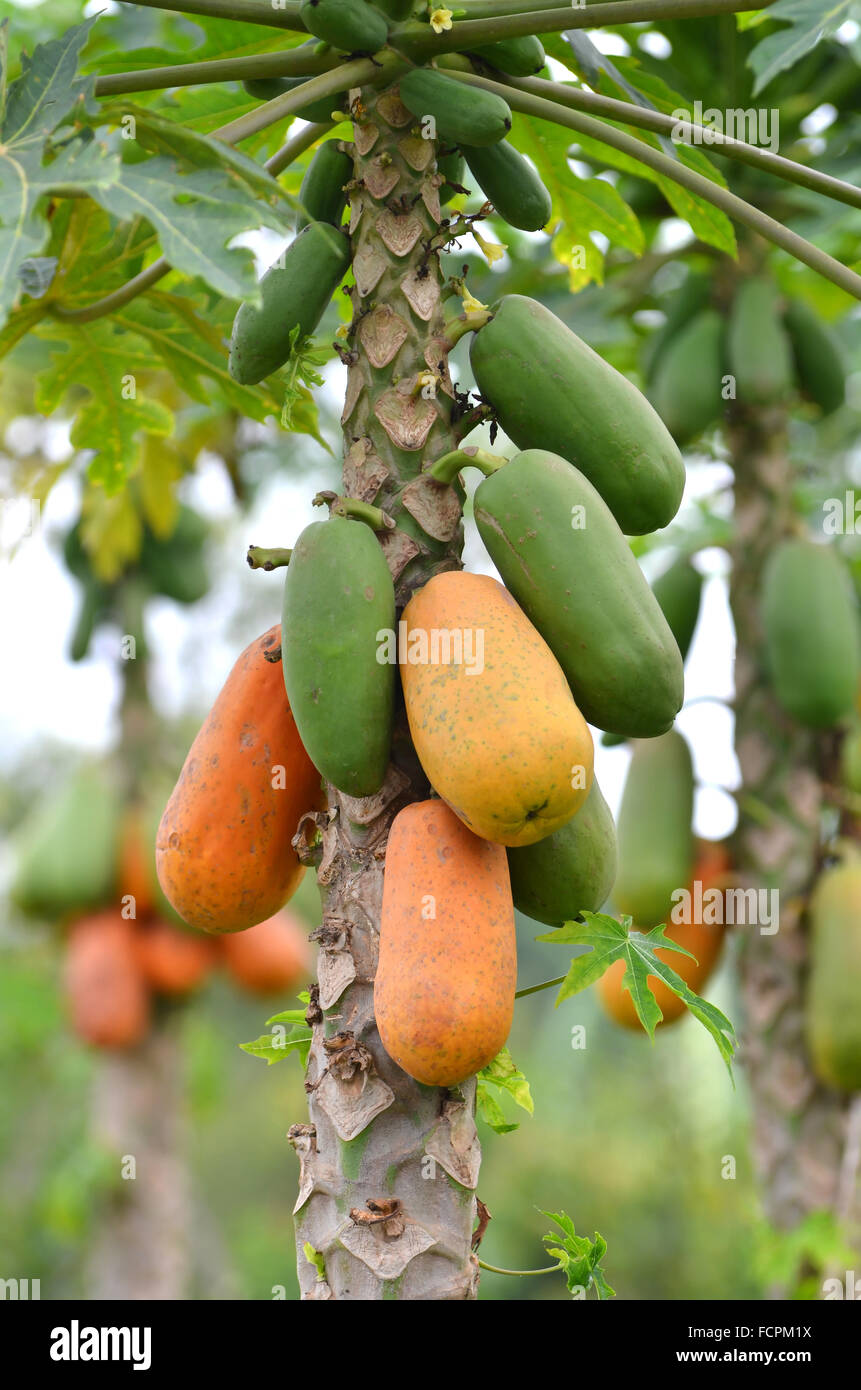 Baby papaya hi-res stock photography and images - Alamy