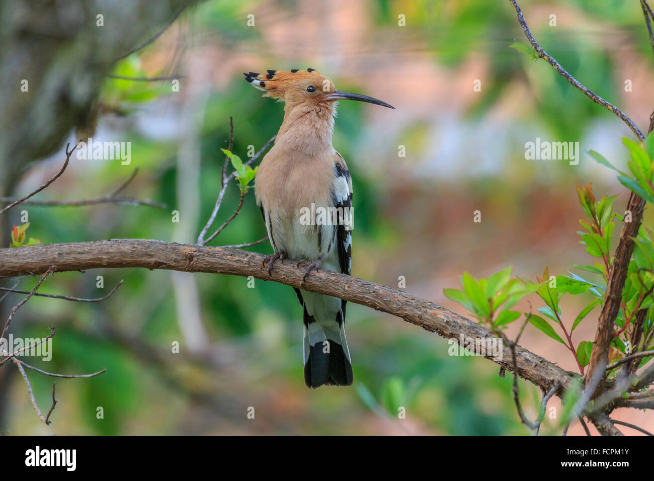 Upupa upupa hi-res stock photography and images - Alamy